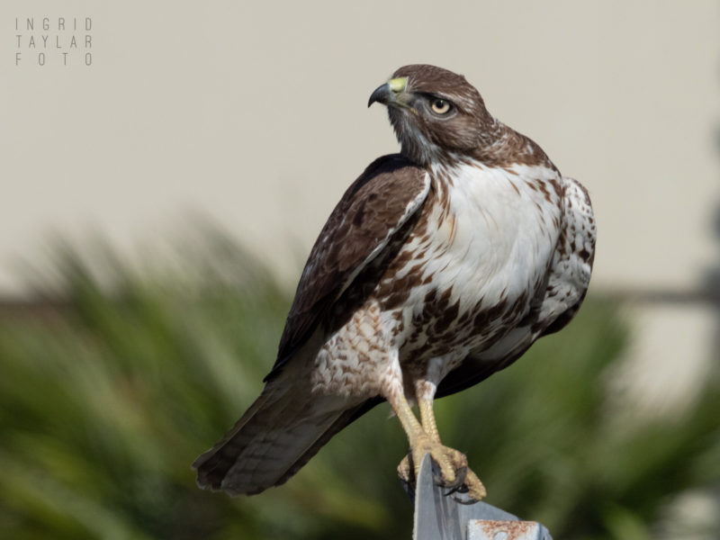 Hawks + Falcons – Ingrid Taylar Foto