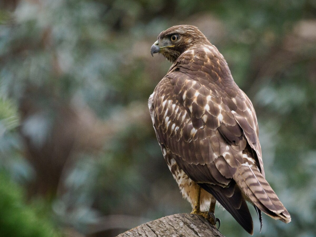 Red-Tailed Hawks – Ingrid Taylar Foto