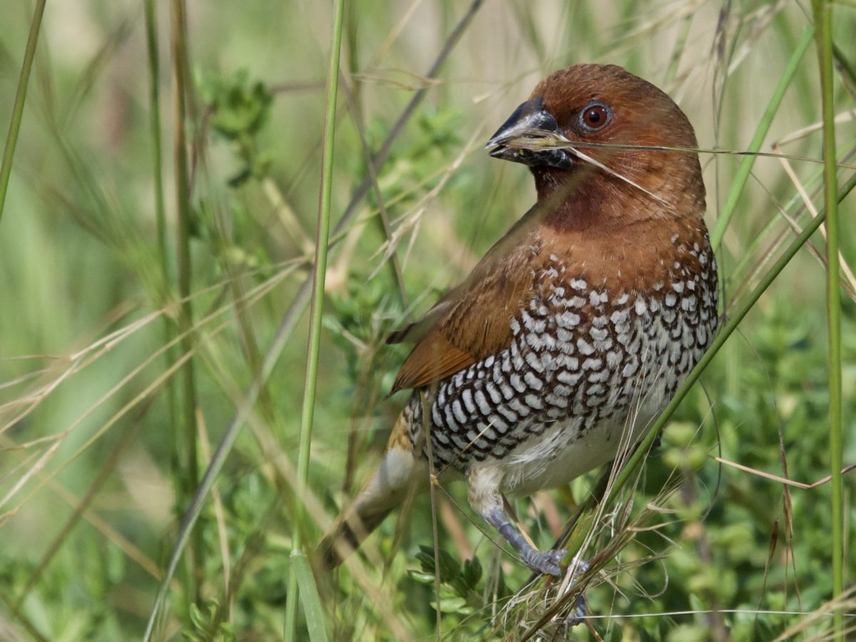 Bolsa Chica Birds + Wildlife – Ingrid Valda Taylar