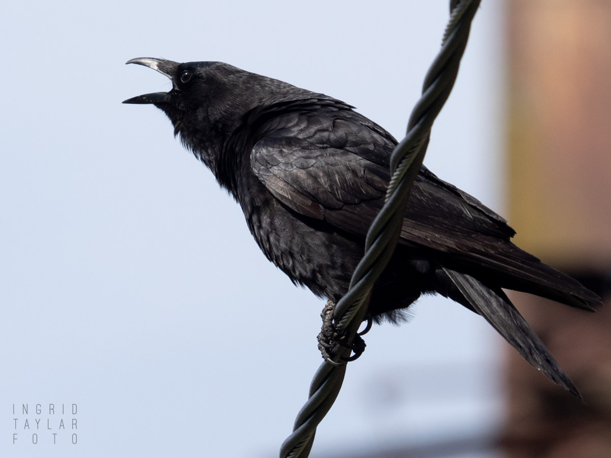 Crows + Ravens - Ingrid Taylar Foto