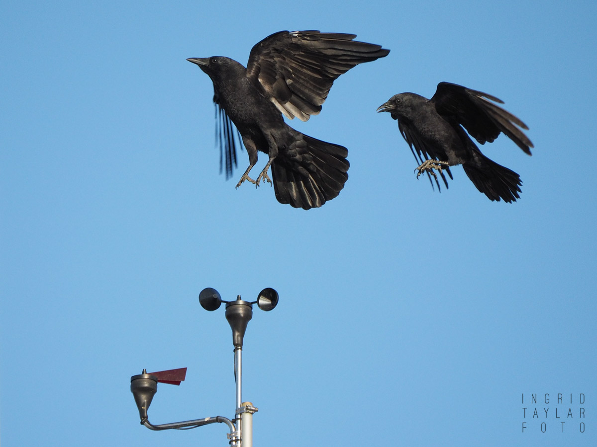 Crows + Ravens - Ingrid Taylar Foto