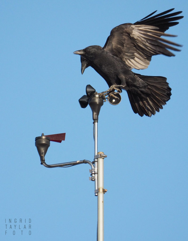 Crows + Ravens - Ingrid Taylar Foto