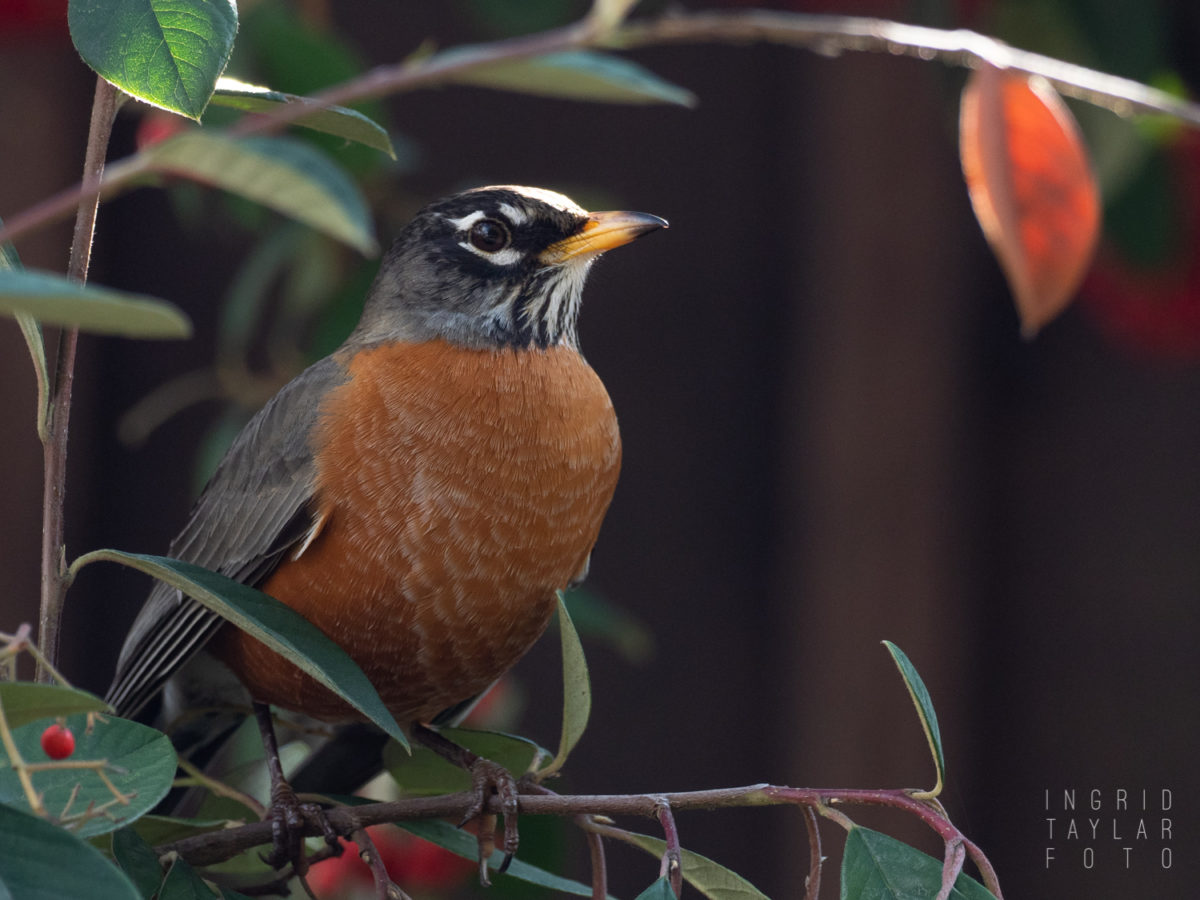 Robins, Bluebirds + Thrushes – Ingrid Taylar Foto