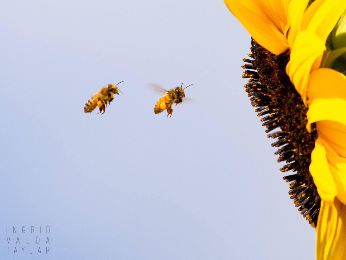 Bees – Ingrid Taylar Foto