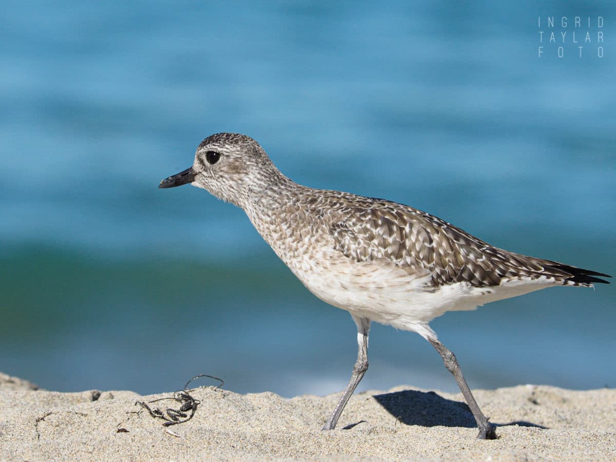 Shorebirds – Plovers – Ingrid Taylar Foto
