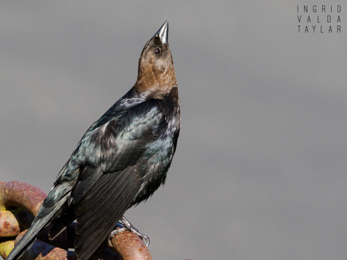 The Great Oakland Crow Fly-In (video) – Ingrid Taylar Foto