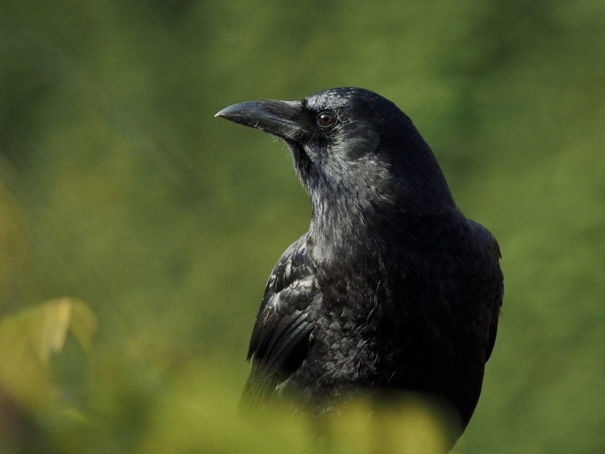 Crows – Ingrid Taylar Foto