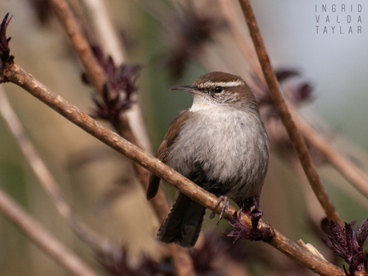 Other Bird Species – Ingrid Taylar Foto