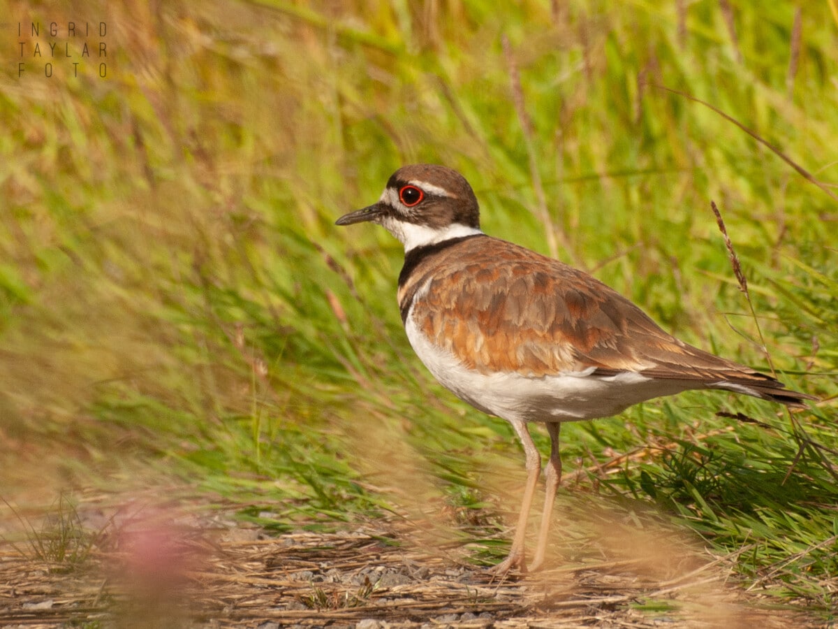 Shorebirds – Plovers – Ingrid Taylar Foto