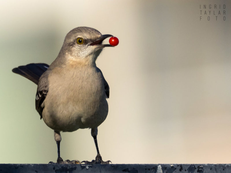 Mockingbirds + Thrashers – Ingrid Taylar Foto