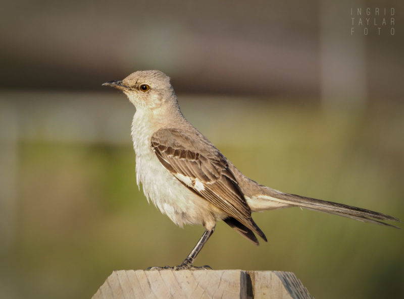 Mockingbirds + Thrashers – Ingrid Taylar Foto