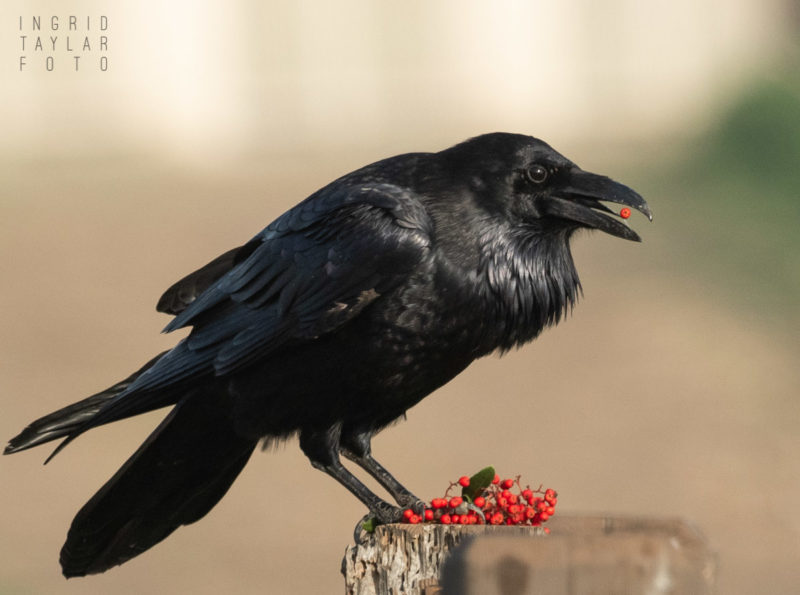 Ravens – Ingrid Taylar Foto
