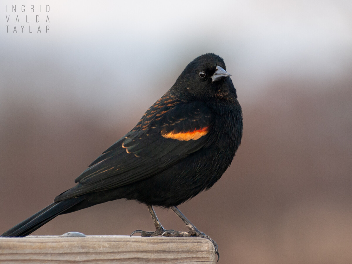 Red-Winged Blackbirds – Ingrid Taylar Foto