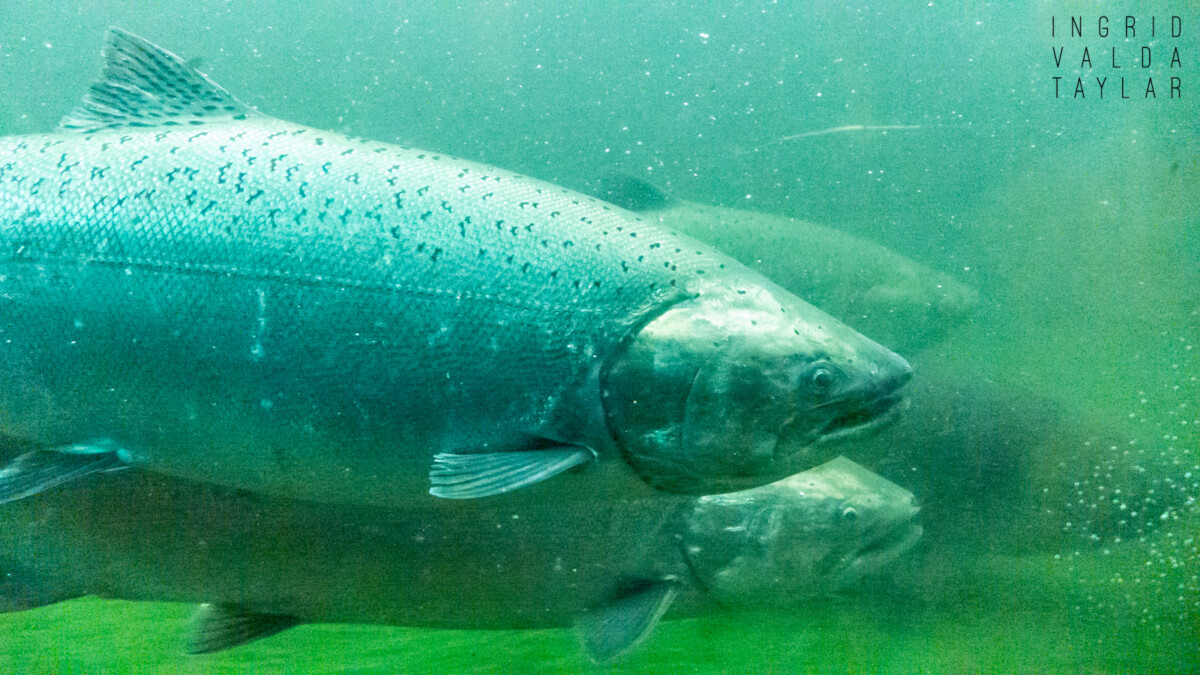 Fish – Ingrid Taylar Foto