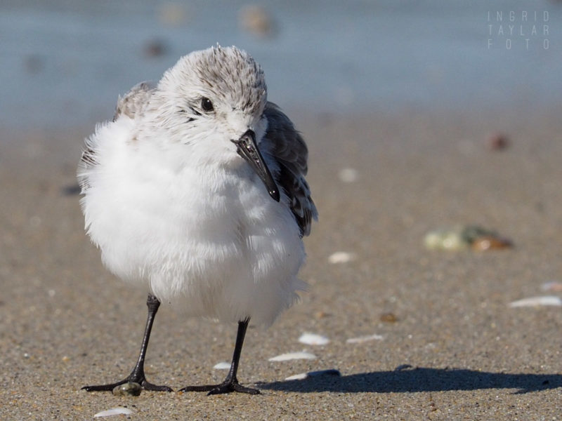 Shorebirds – Sanderlings – Ingrid Taylar Foto