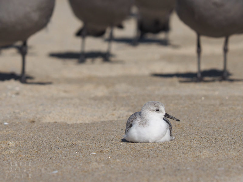 Shorebirds – Sanderlings – Ingrid Taylar Foto