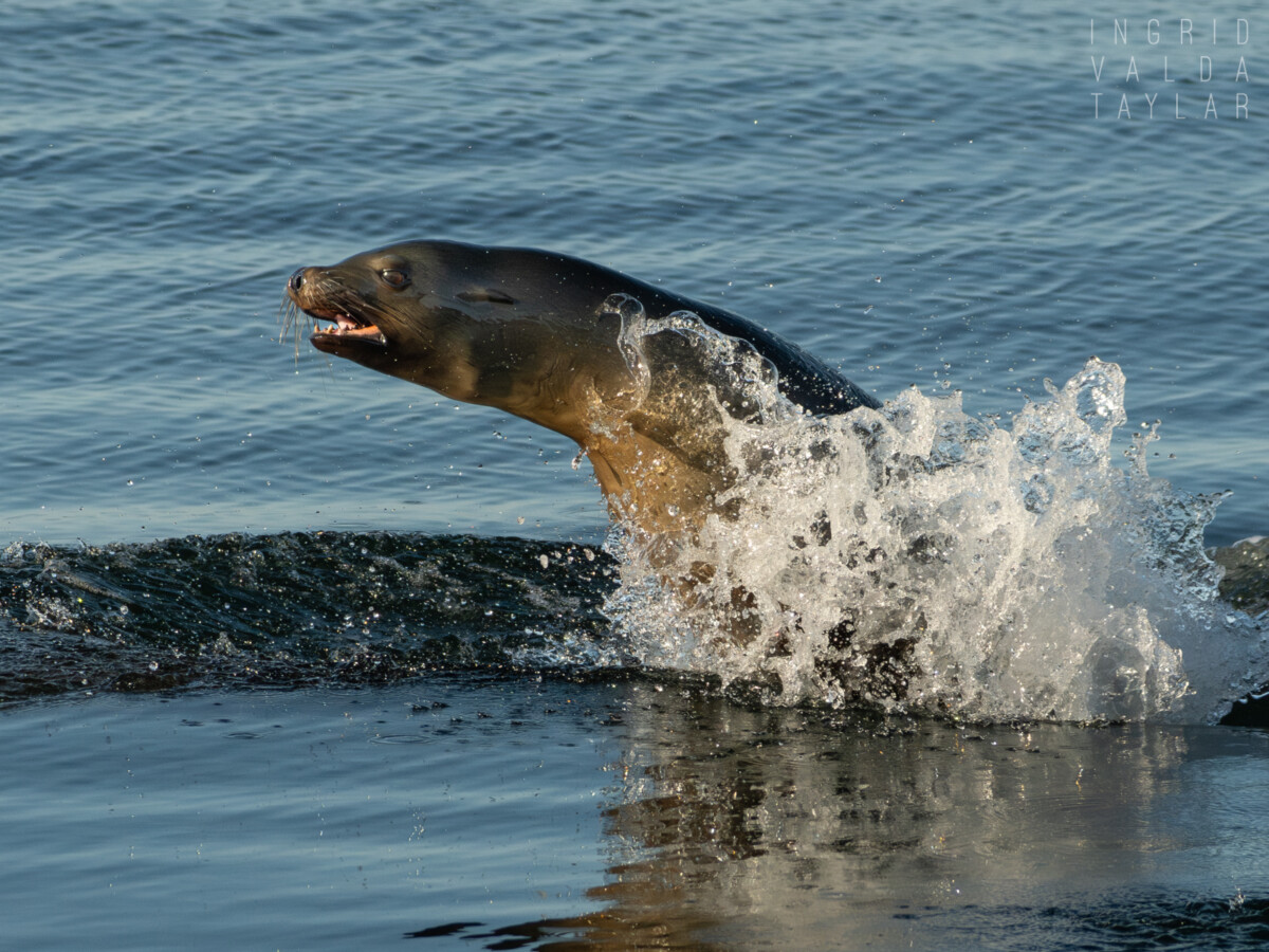 Sea Lions – Ingrid Taylar Foto