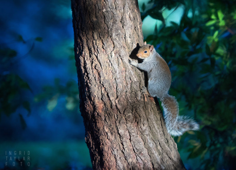 Squirrels + Prairie Dogs – Ingrid Taylar Foto