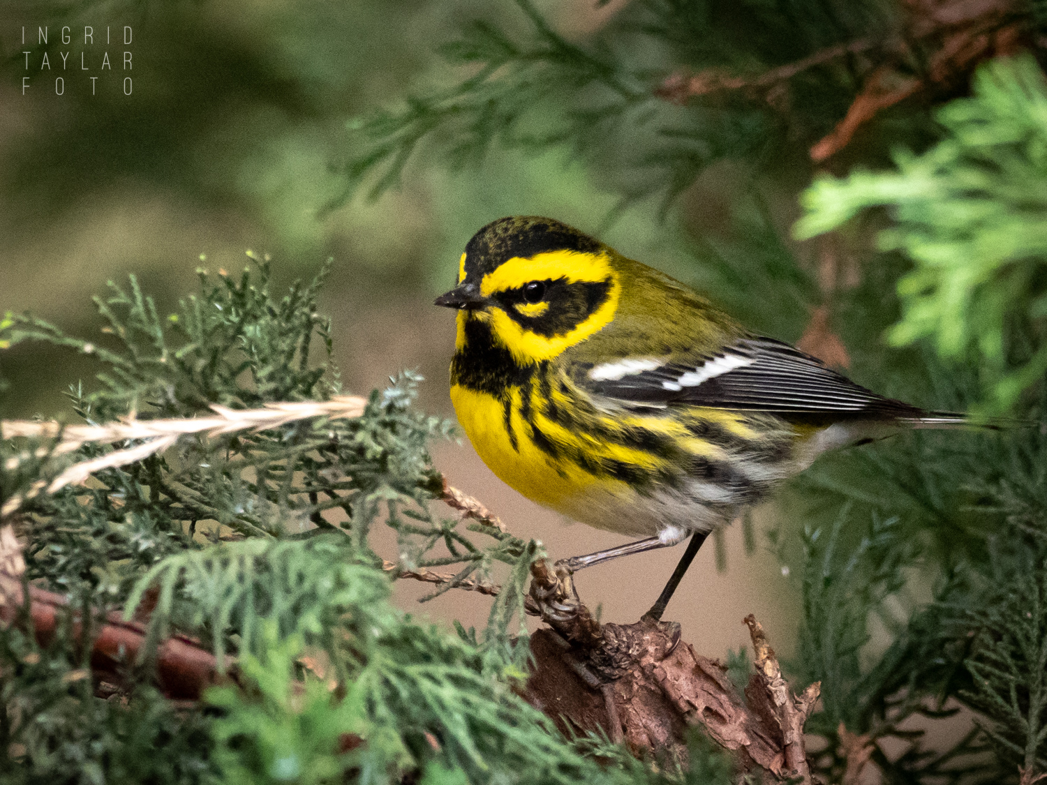 Morro Bay + Pismo Beach Birds and Wildlife – Ingrid Valda Taylar