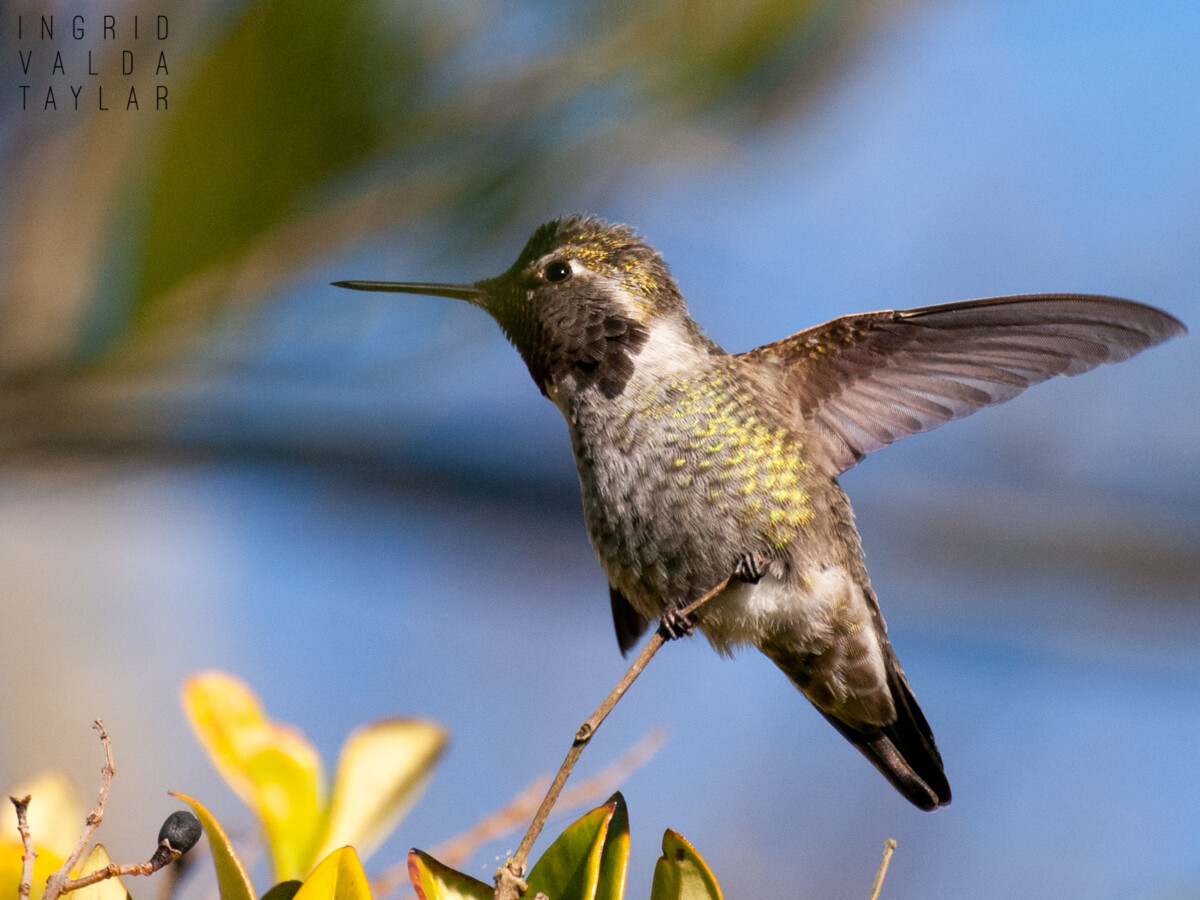 Hummingbirds – Ingrid Valda Taylar