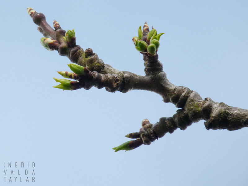 Flora – Ingrid Taylar Foto