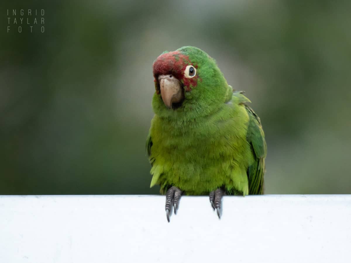 Parrots – Wild Parrots – Ingrid Taylar Foto