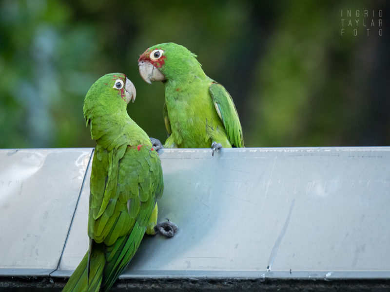 Parrots – Wild Parrots – Ingrid Taylar Foto