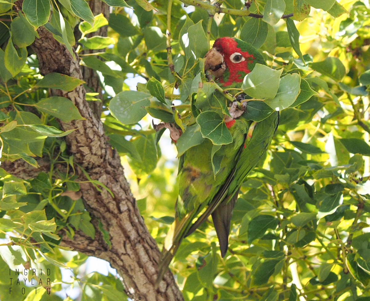 Wild Parrots of California - Ingrid Taylar Foto