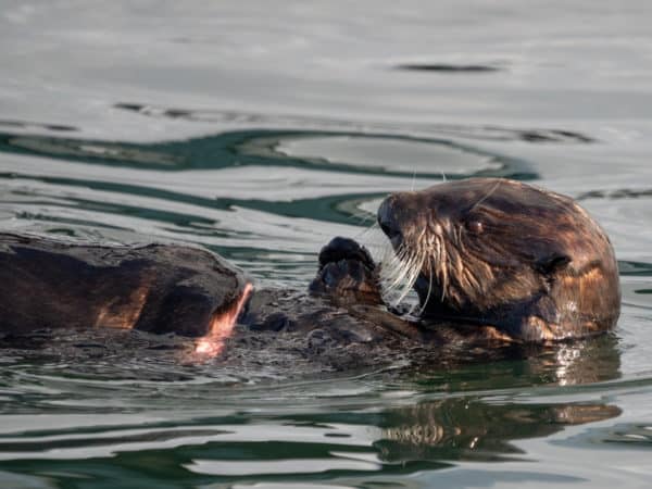 Wildlife Hazards + Rescue – Ingrid Taylar Foto