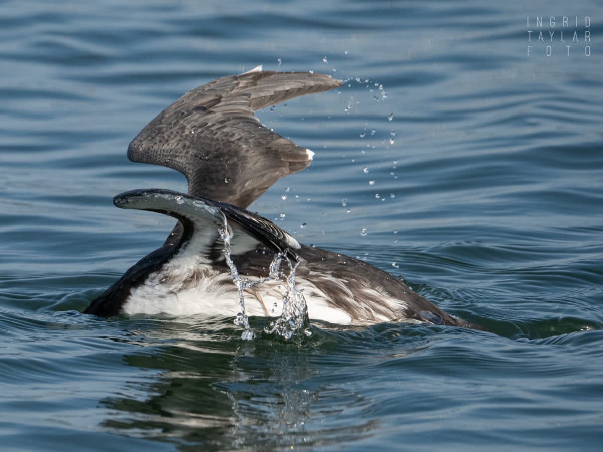 Common Murre Diving Technique – Ingrid Taylar Foto