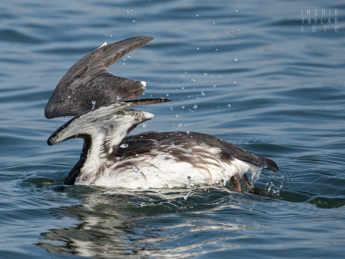 Common Murre Diving Technique – Ingrid Taylar Foto