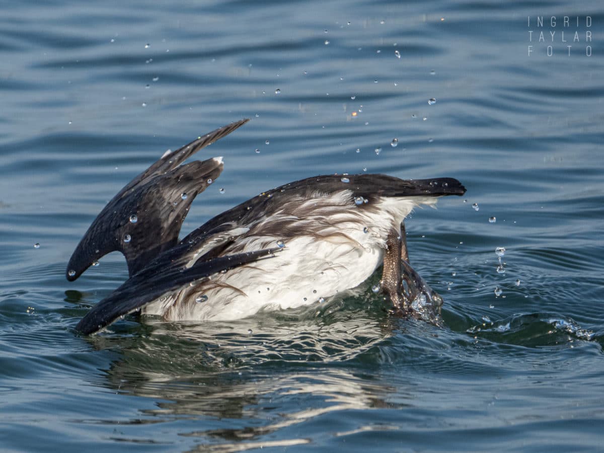 Common Murre Diving Technique – Ingrid Taylar Foto