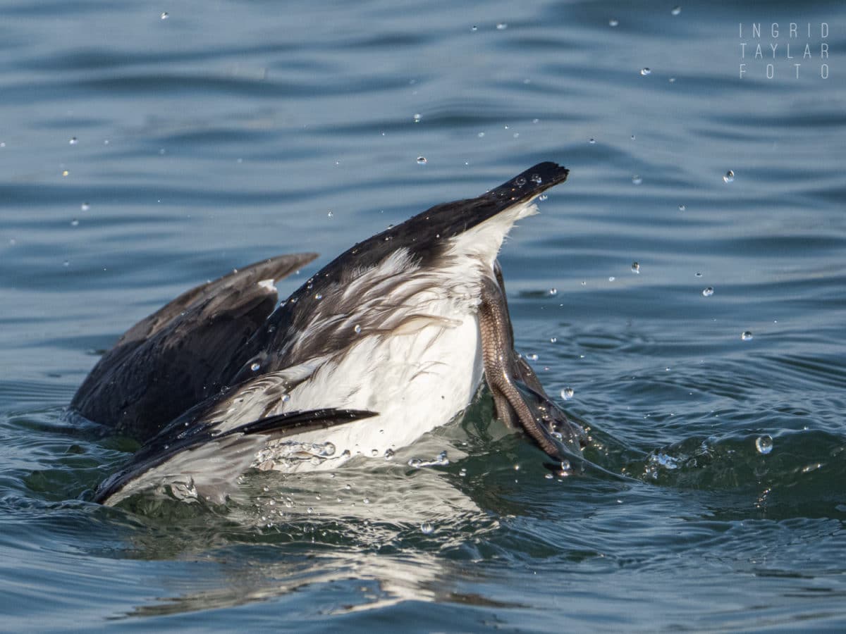Common Murre Diving Technique – Ingrid Taylar Foto