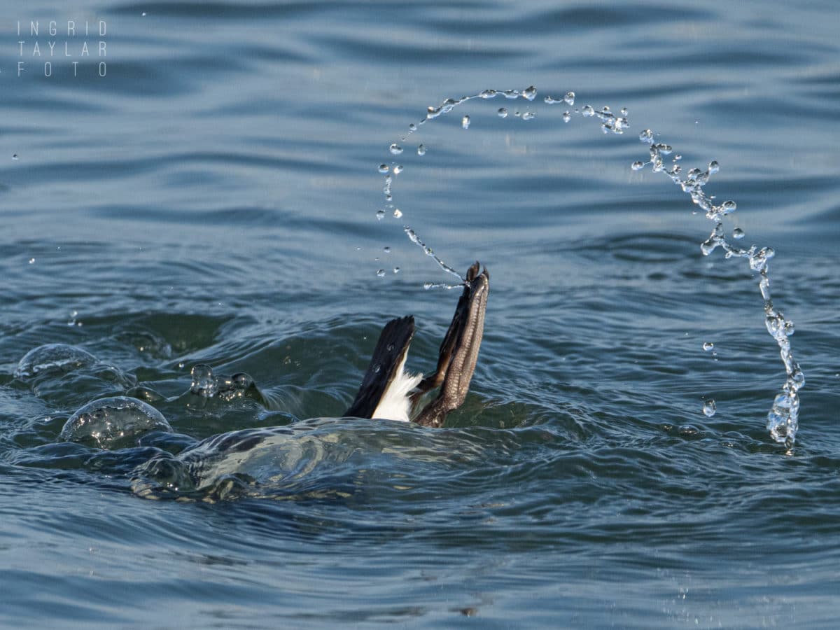 Common Murre Diving Technique – Ingrid Taylar Foto