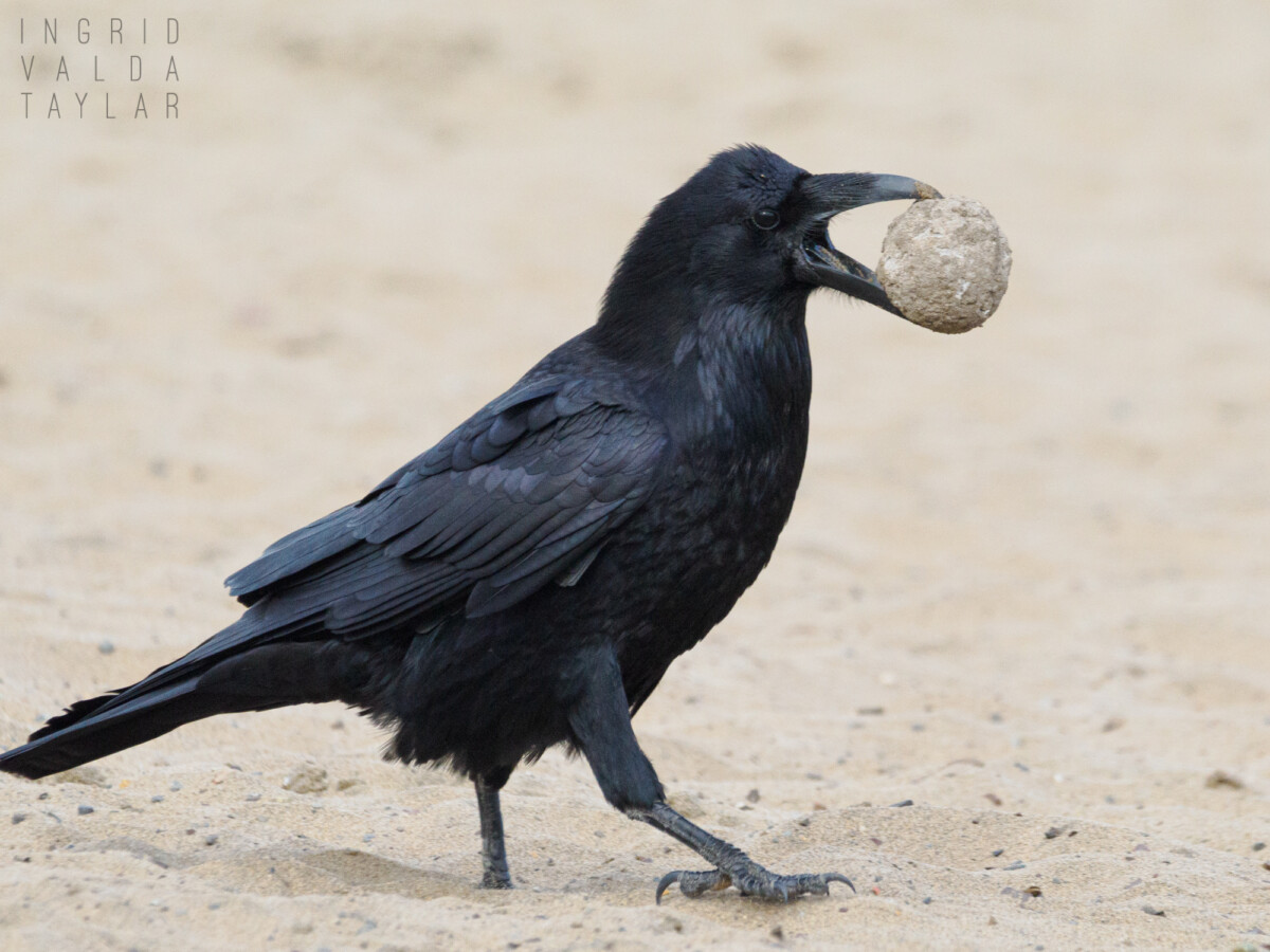 Ravens – Ingrid Taylar Foto