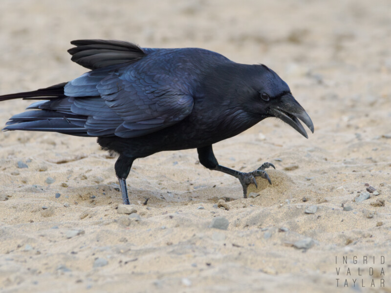 Ravens – Ingrid Taylar Foto