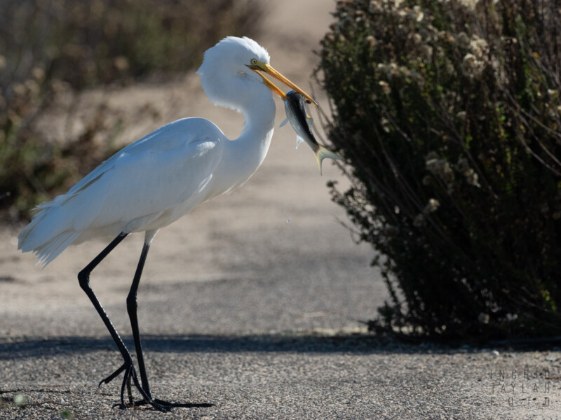 Great Egrets – Ingrid Taylar Foto