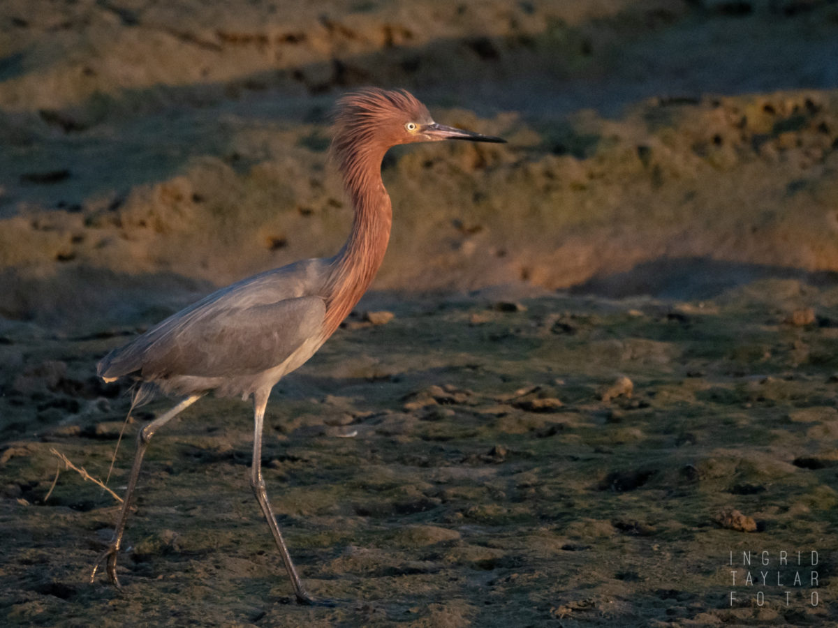 Bolsa Chica Birds + Wildlife – Ingrid Taylar Foto
