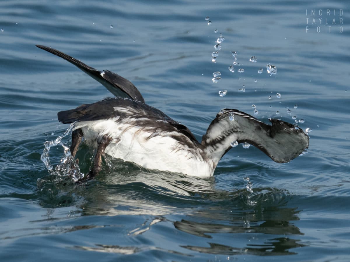 Common Murre Diving Technique – Ingrid Taylar Foto