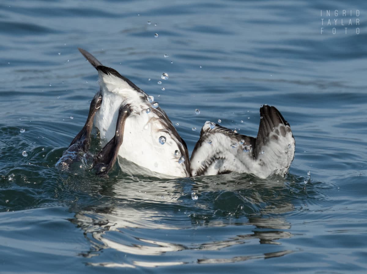 Common Murre Diving Technique – Ingrid Taylar Foto