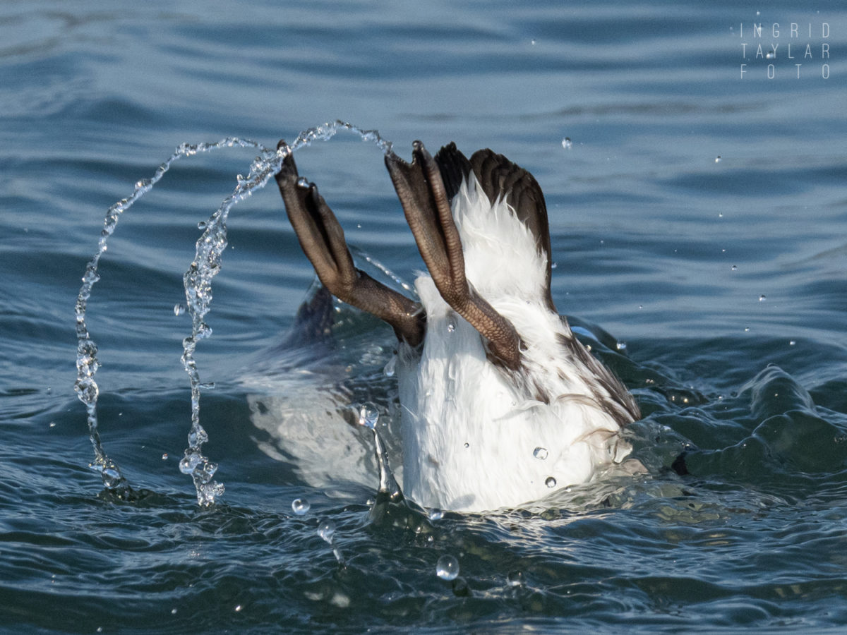 Common Murre Diving Technique – Ingrid Taylar Foto