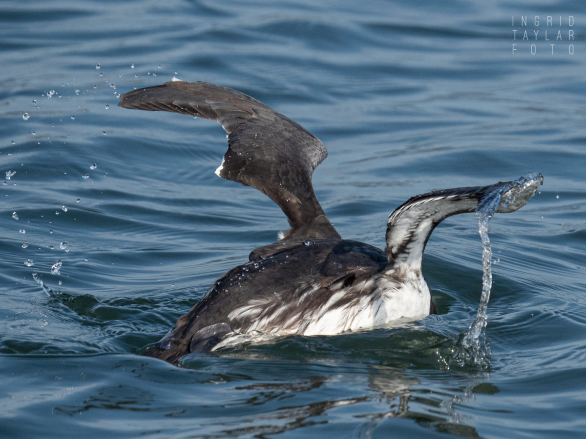 Common Murre Diving Technique – Ingrid Taylar Foto