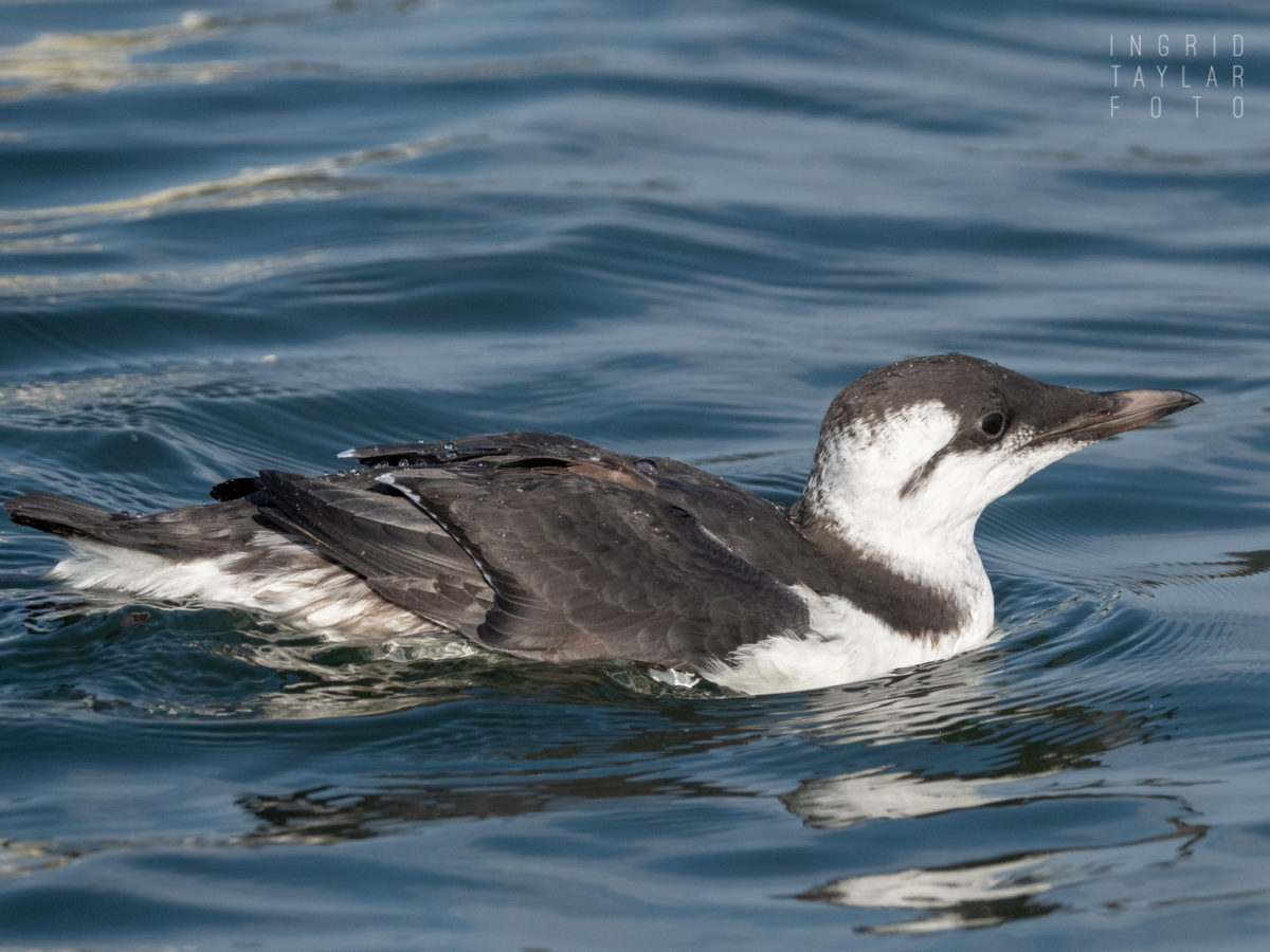 Common Murre Diving Technique – Ingrid Taylar Foto