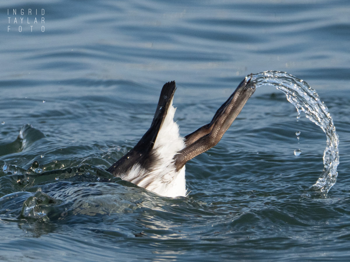 Seabirds – Ingrid Taylar Foto
