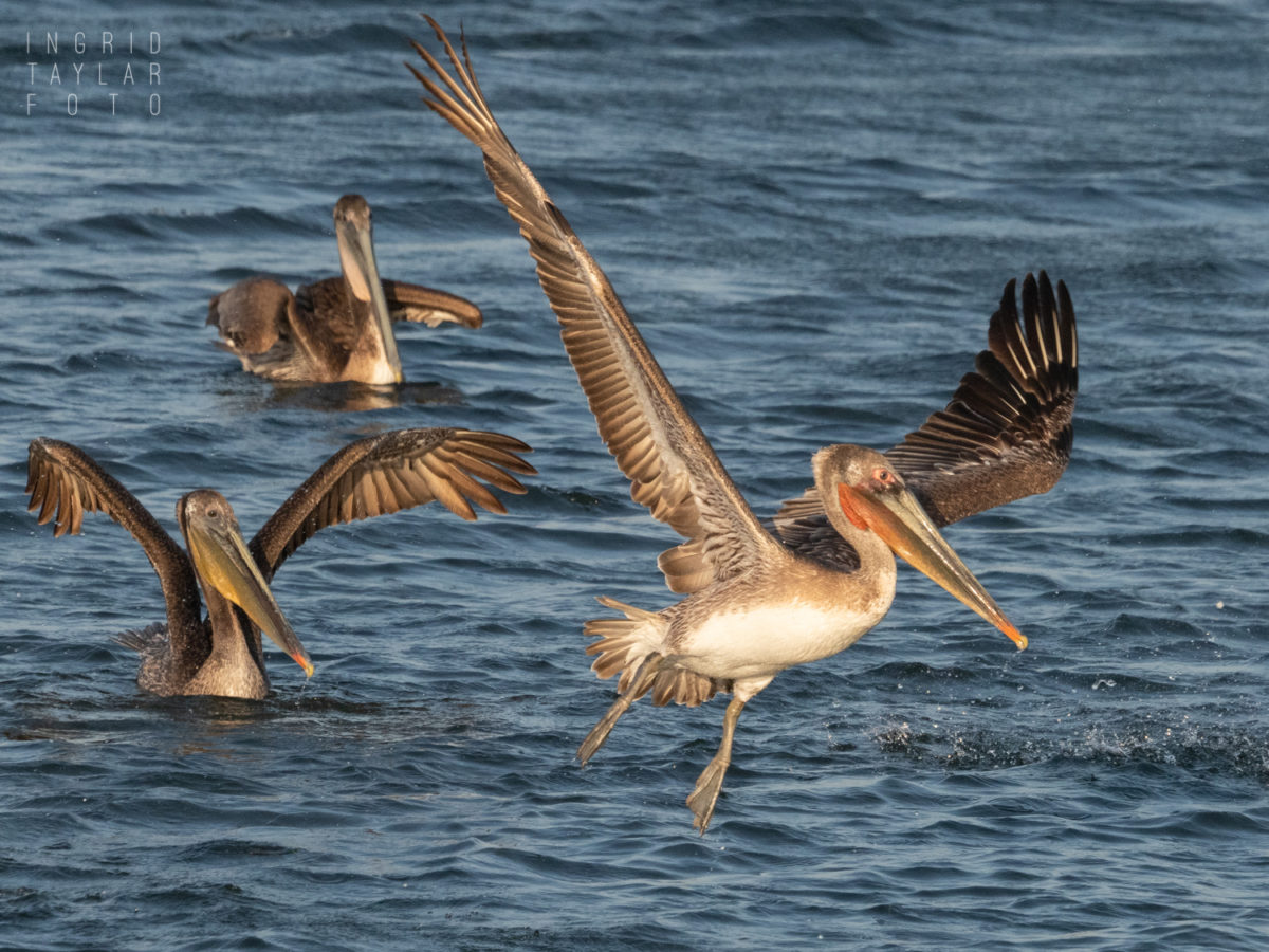 Bolsa Chica Birds + Wildlife – Ingrid Taylar Foto