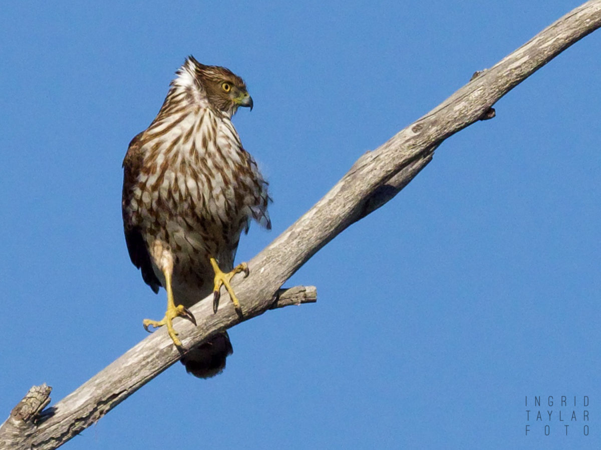 Bolsa Chica Birds + Wildlife – Ingrid Taylar Foto