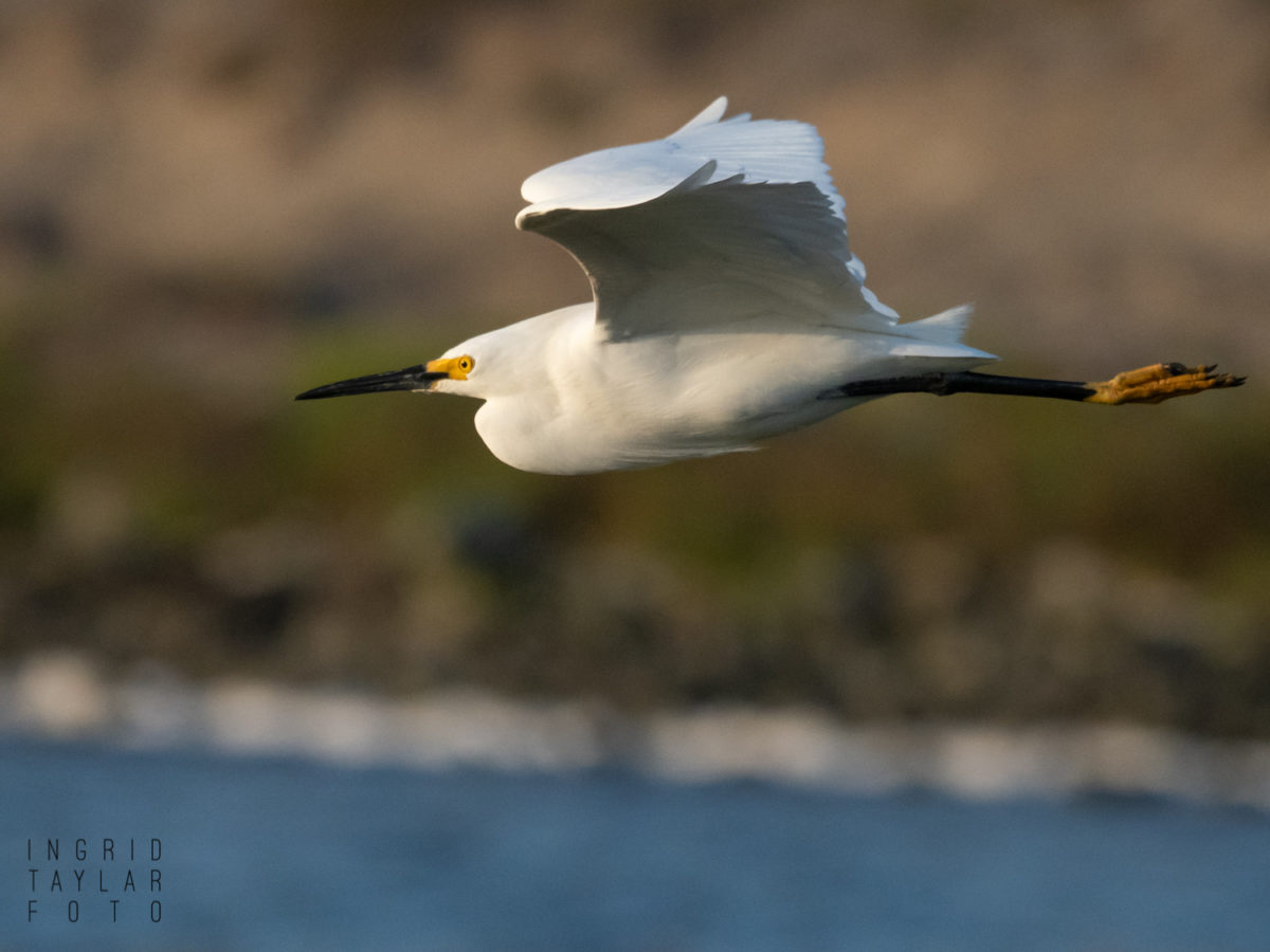 Bolsa Chica Birds + Wildlife – Ingrid Taylar Foto