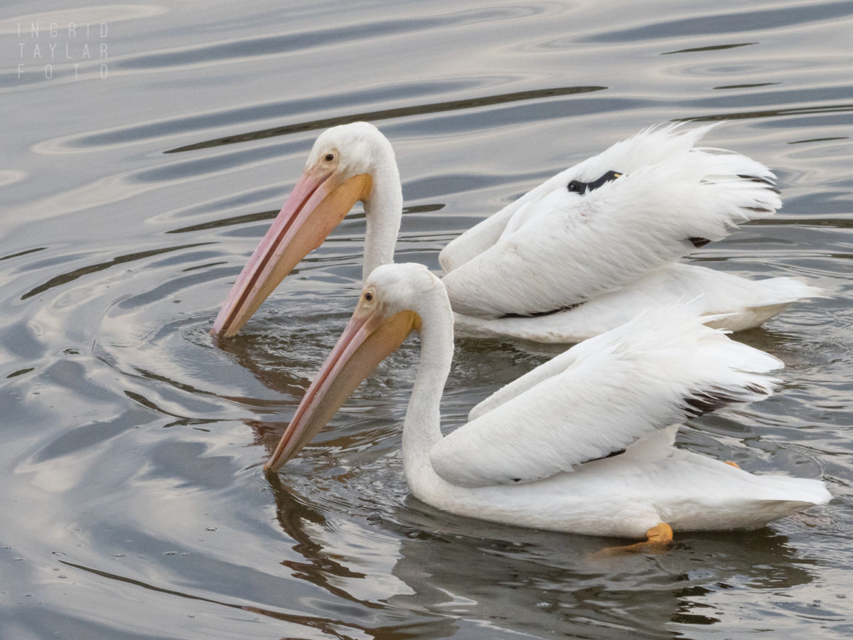 White Pelican 02J + Patagial Tags – Ingrid Taylar Foto