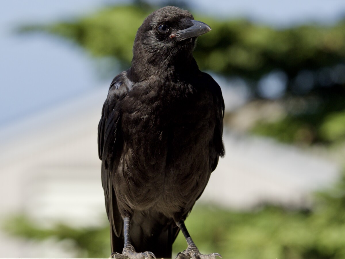 Bright Blue Eyes of Baby Crows – Ingrid Taylar Foto