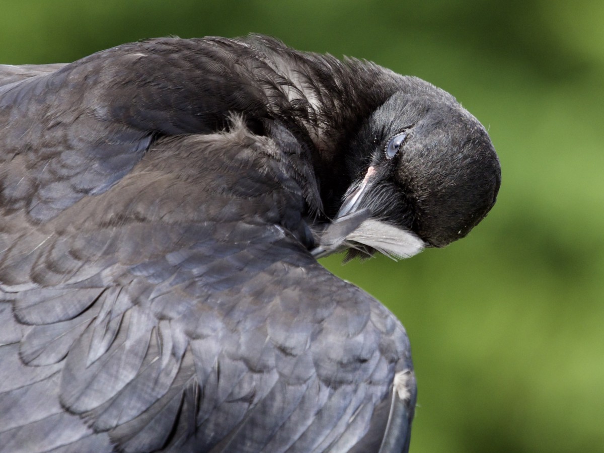 Bright Blue Eyes of Baby Crows – Ingrid Taylar Foto